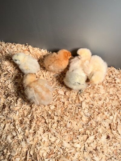 How to Care for Baby Chicks